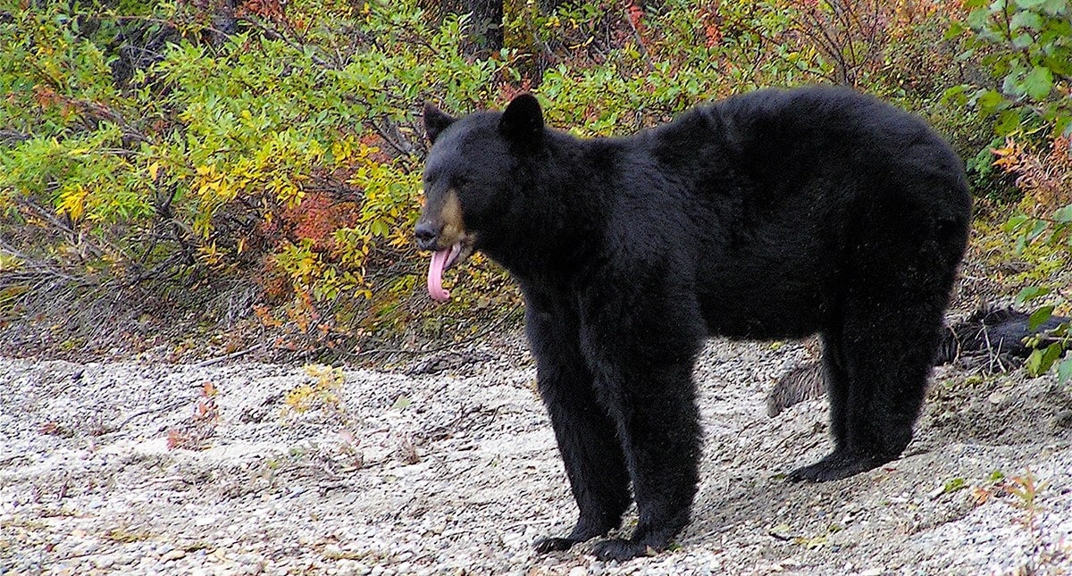 Report: Man Shoots Charging Bear In His Own Garage | Concealed Nation