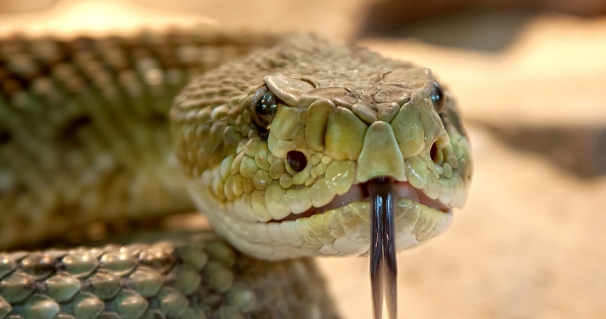 Shooting A Snake In Self-Defense: What You Should Know